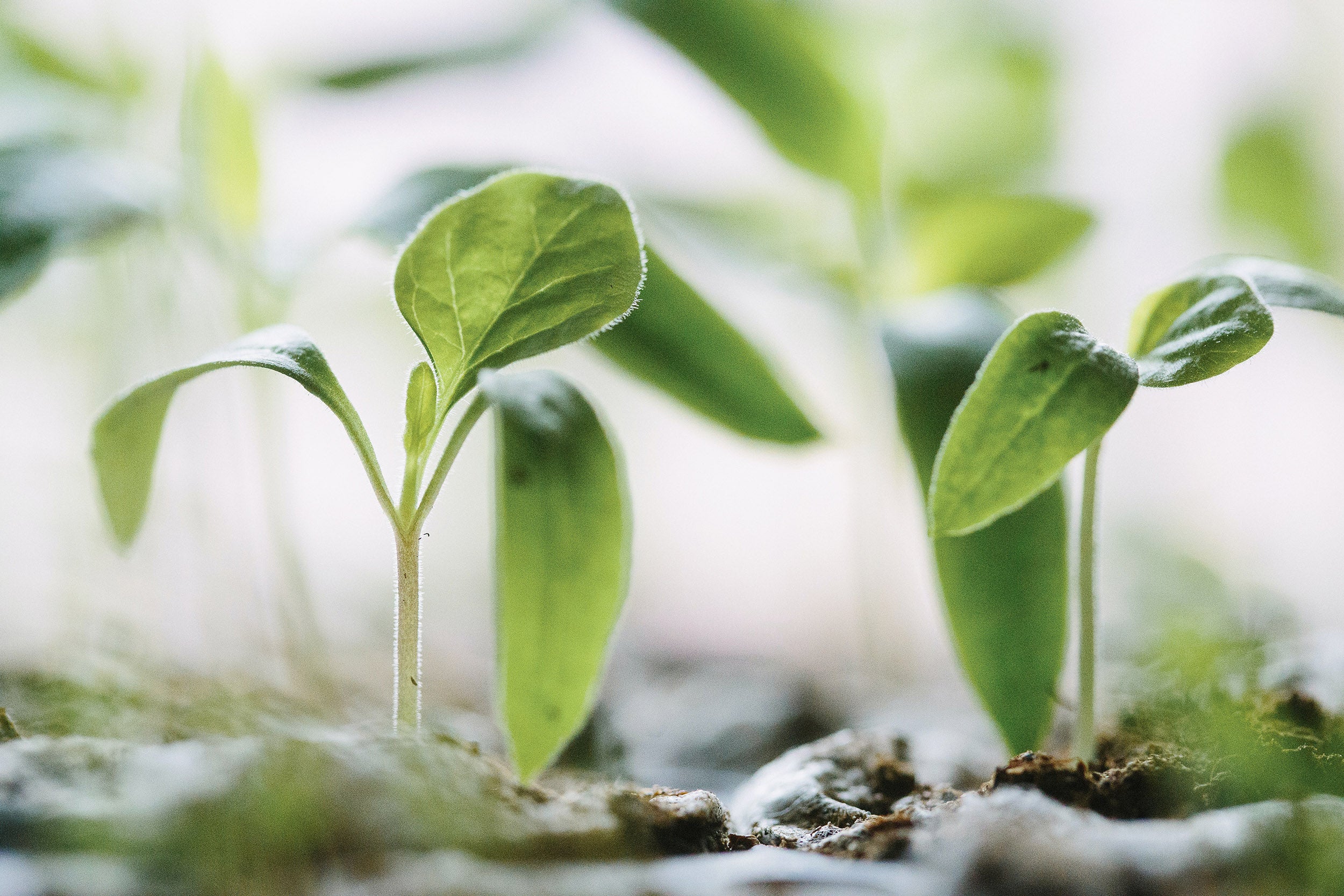 One Tree Planted Partnership – Home & Loft